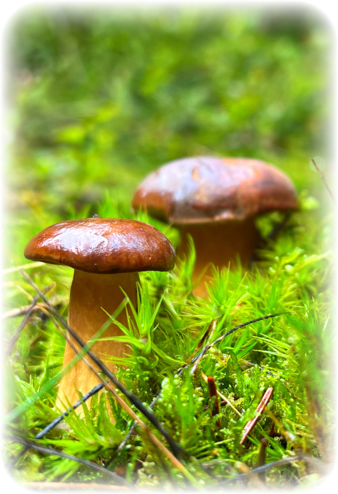 Die wunderbare Welt der Pilze - Mond - Weib